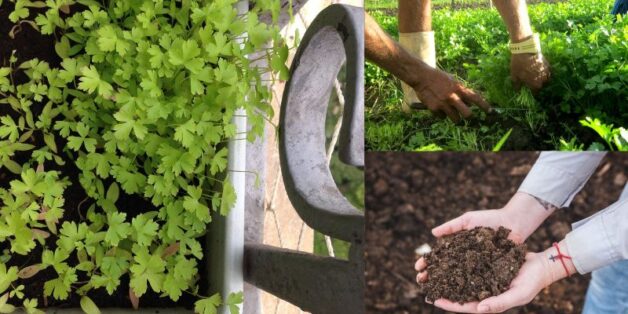 Como se planta coentro na roça ainda melhor que o de mercado - Vida na roça Como se planta coentro na roça ainda melhor que o de mercado - Vida na roça