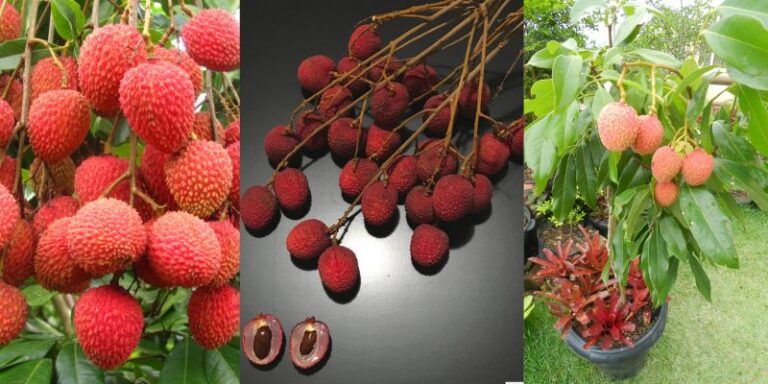 Como cultivar lichia e maiores cuidados com o pomar - Construção ...
